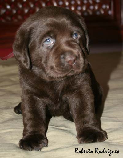 Cor dos olhos nos Labradores