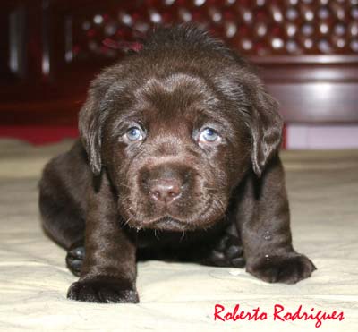 Cor dos olhos nos Labradores